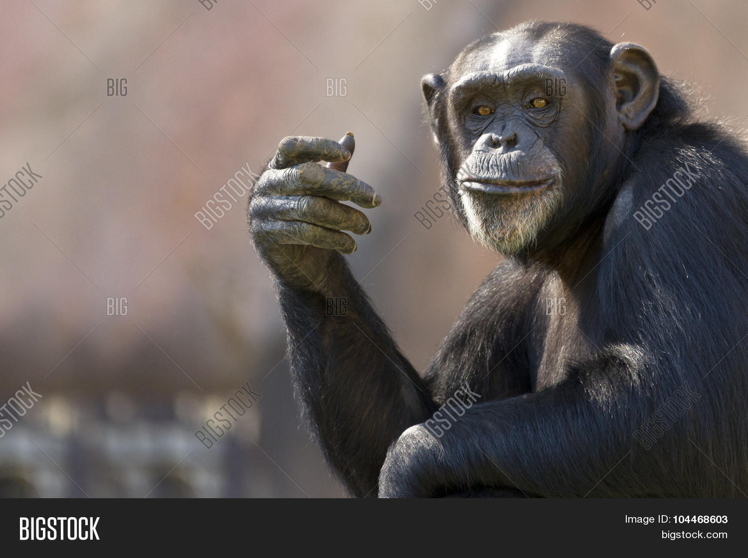 Funny Chimp Image & Photo | Bigstock
