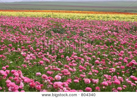 Field Of Pink Roses Stock Photo & Stock Images | Bigstock