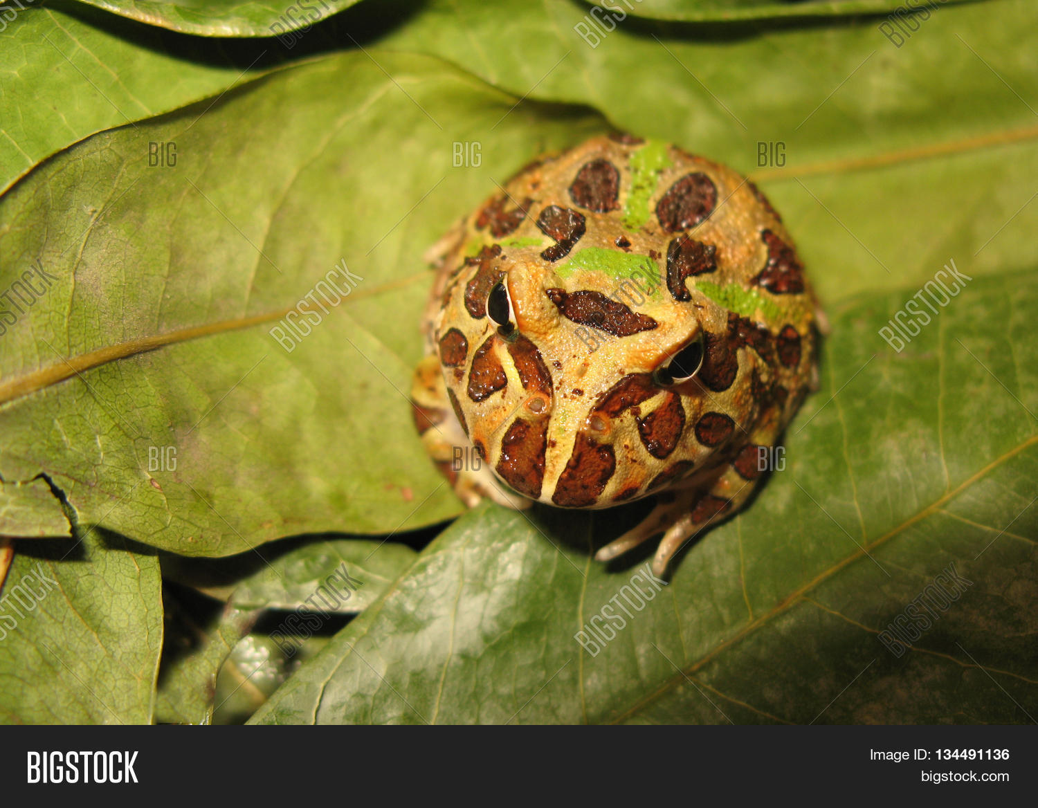 Fat Pacman Frog, Argentine Horned Image & Photo | Bigstock