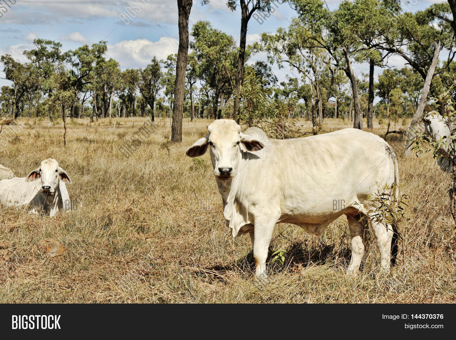 Farm Cows Roaming Bush Australia Image & Photo | Bigstock