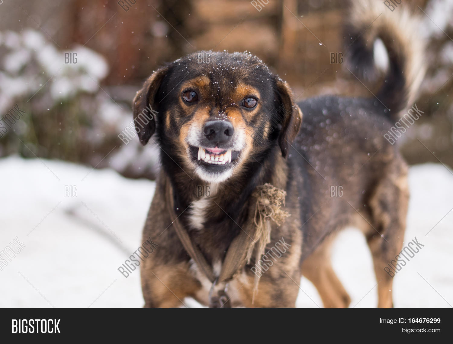 Barking enraged angry dog outdoors. The dog looks aggressive dangerous ...