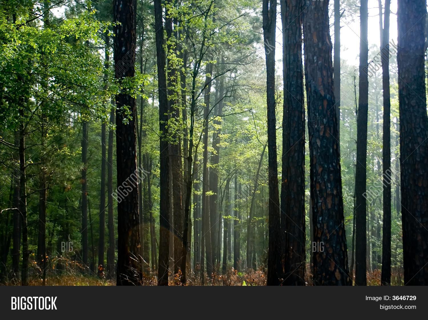 Medieval Forest Image & Photo | Bigstock