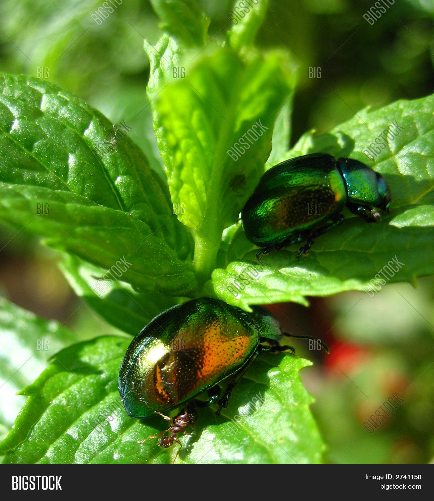 Shiny Beetles On Mint Leaves Image & Photo | Bigstock