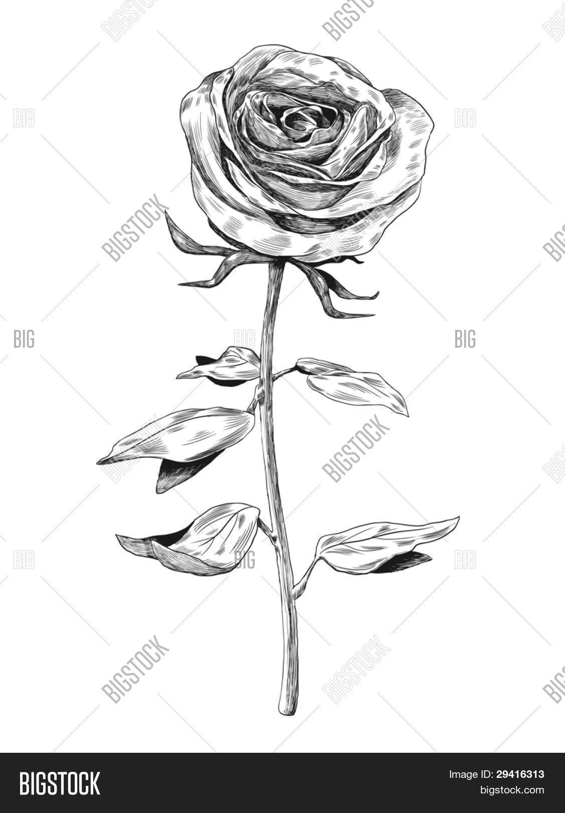 Hand-drawn Rose. Vector Vector & Photo | Bigstock