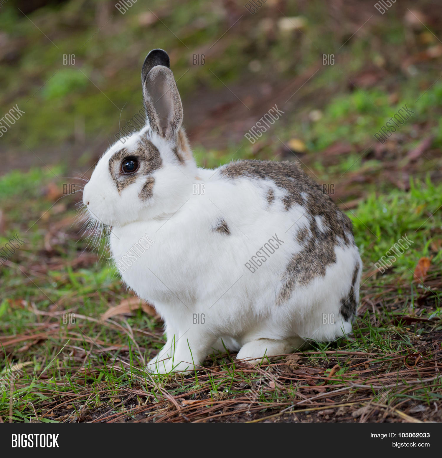 European Domestic Rabbit ( Image & Photo | Bigstock