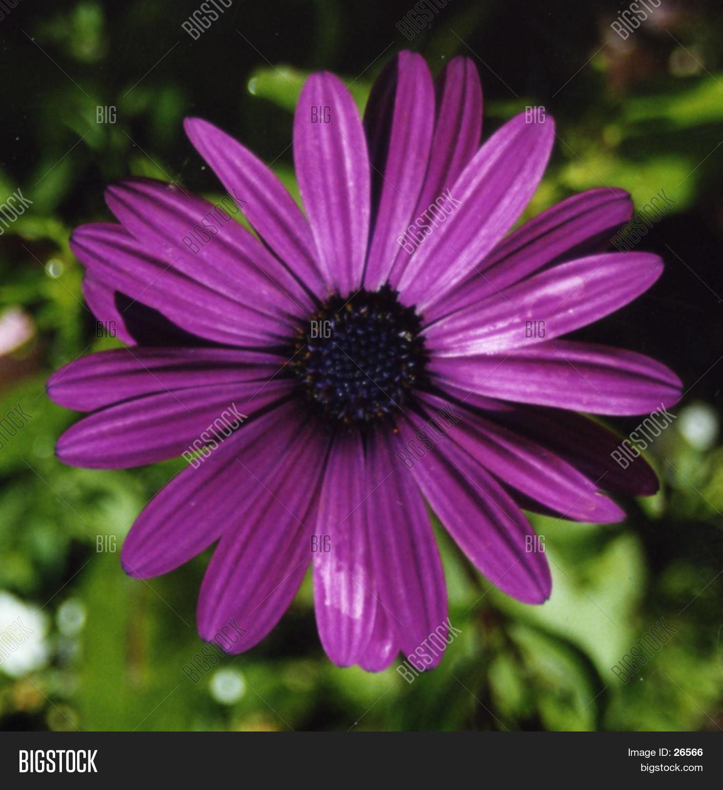 Bright Purple Flower Stock Photo & Stock Images | Bigstock