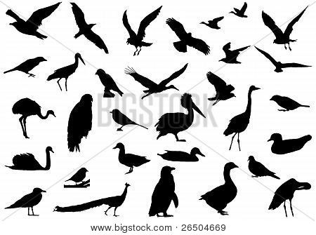 Shadows Birds Vector & Photo | Bigstock