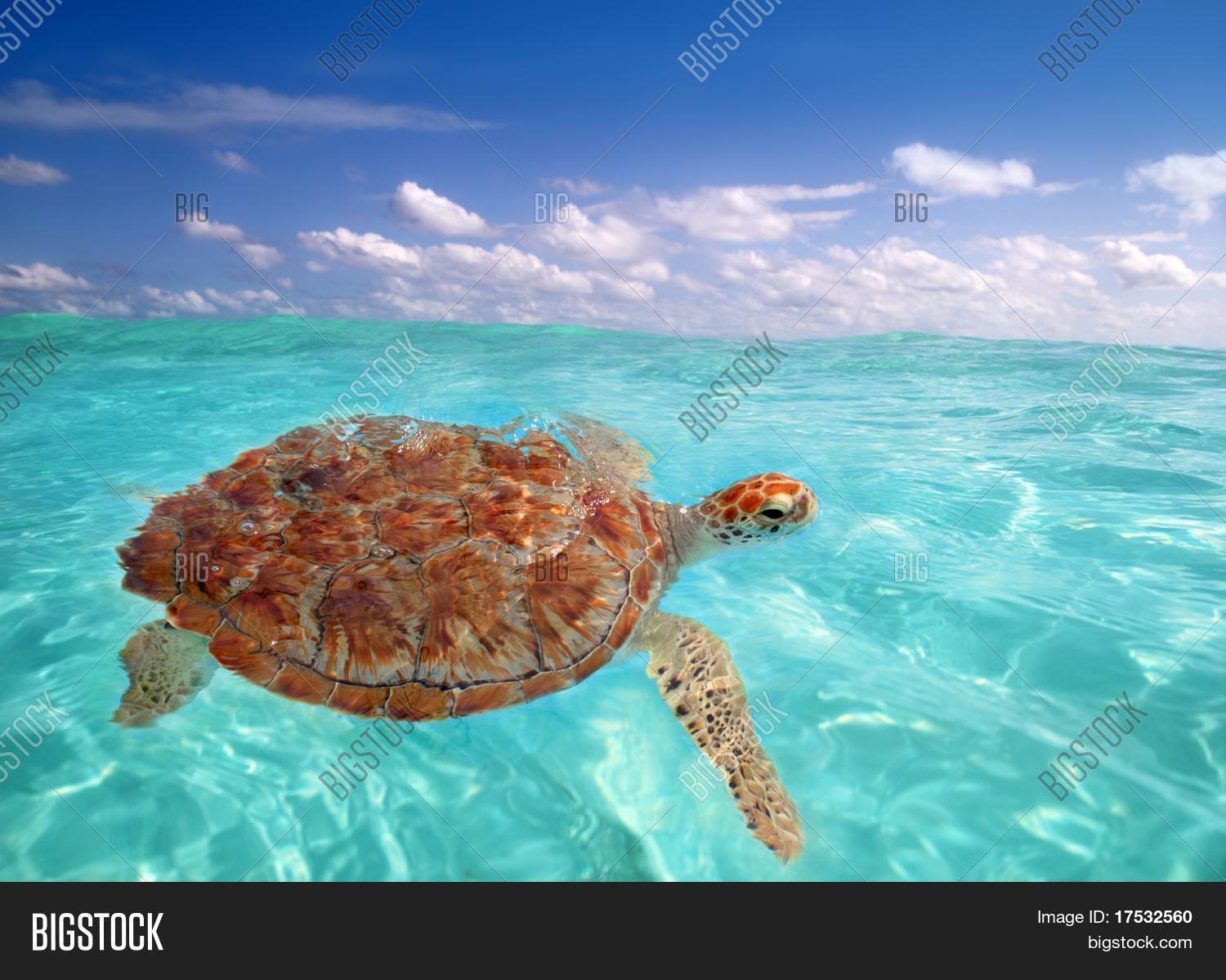 Green sea Turtle Chelonia mydas Caribbean sea Cheloniidae water surface ...