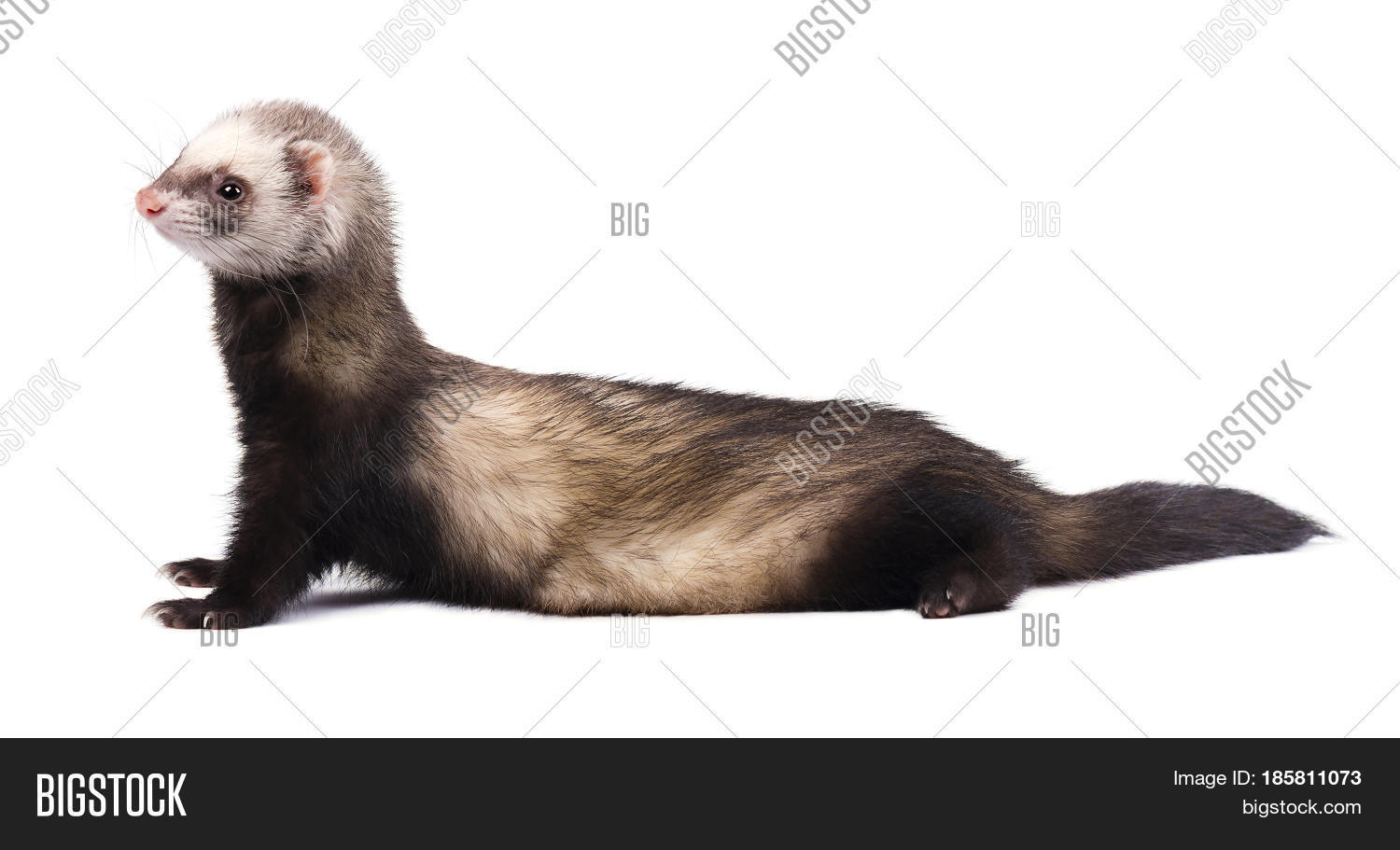 Grey Ferret Full Growth Lies, Image & Photo | Bigstock