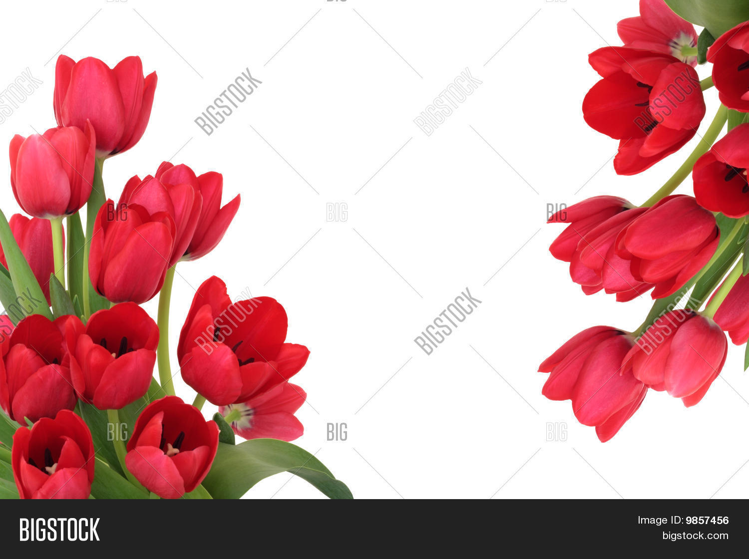 Red Tulip Flower Border Stock Photo & Stock Images | Bigstock