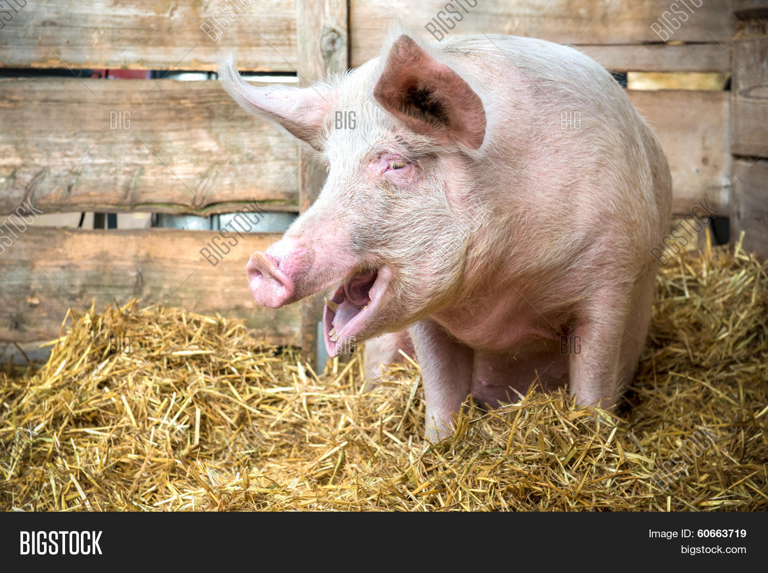 Pig On Hay Image & Photo | Bigstock