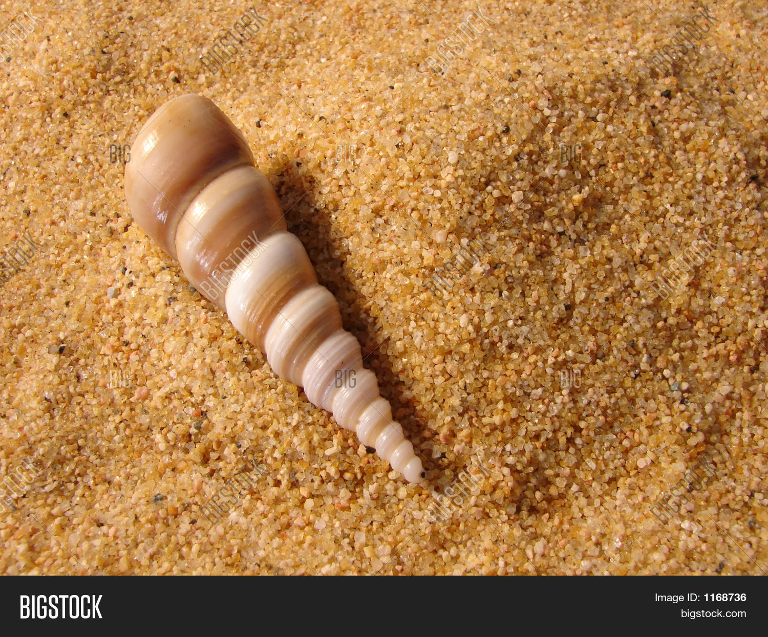 Long Shell Stock Photo & Stock Images | Bigstock