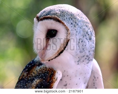 Owl On Side-Face - Stock Image - Everypixel