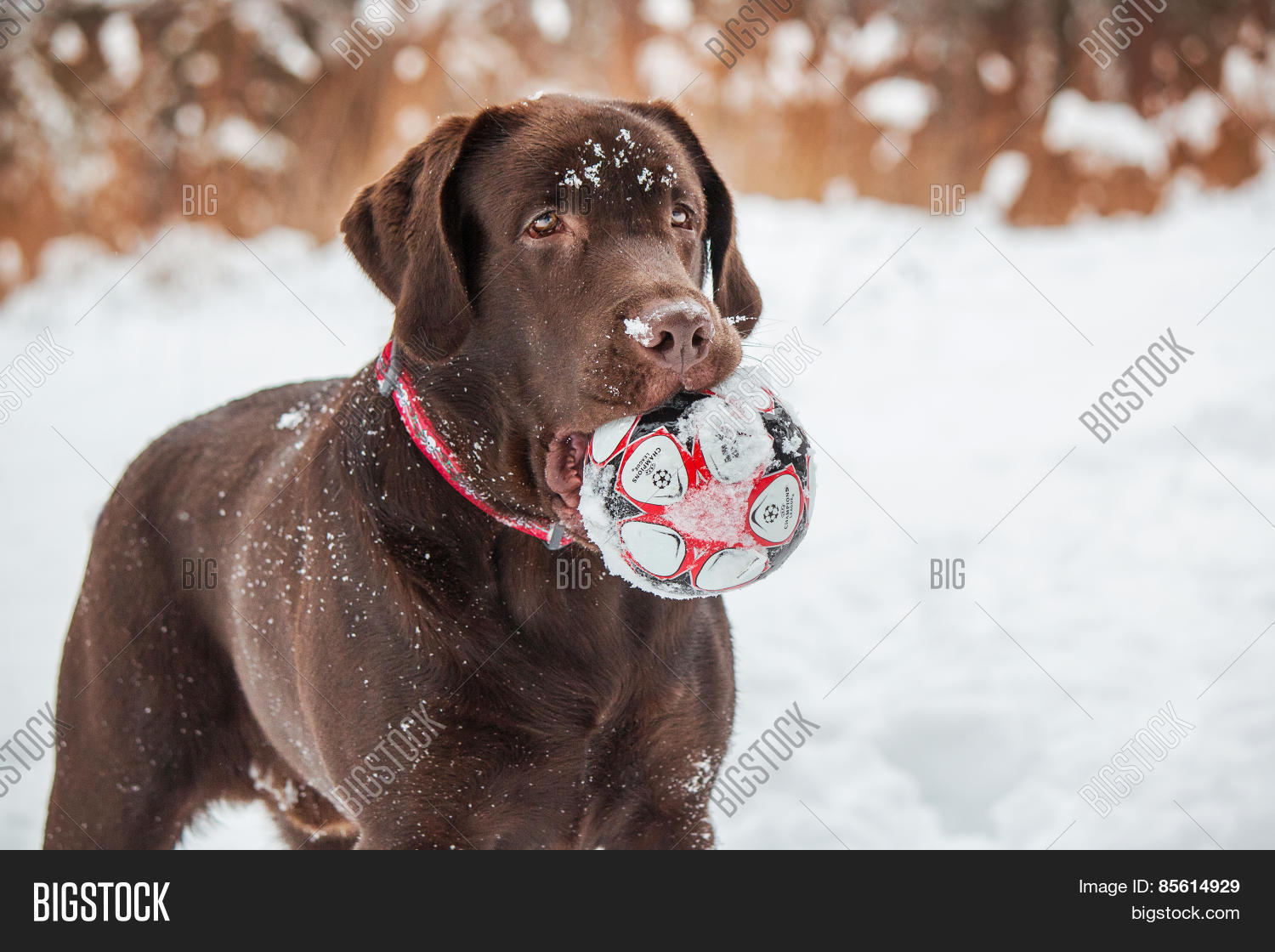 chocolate Labrador on the background of a winter forest snow Stock ...