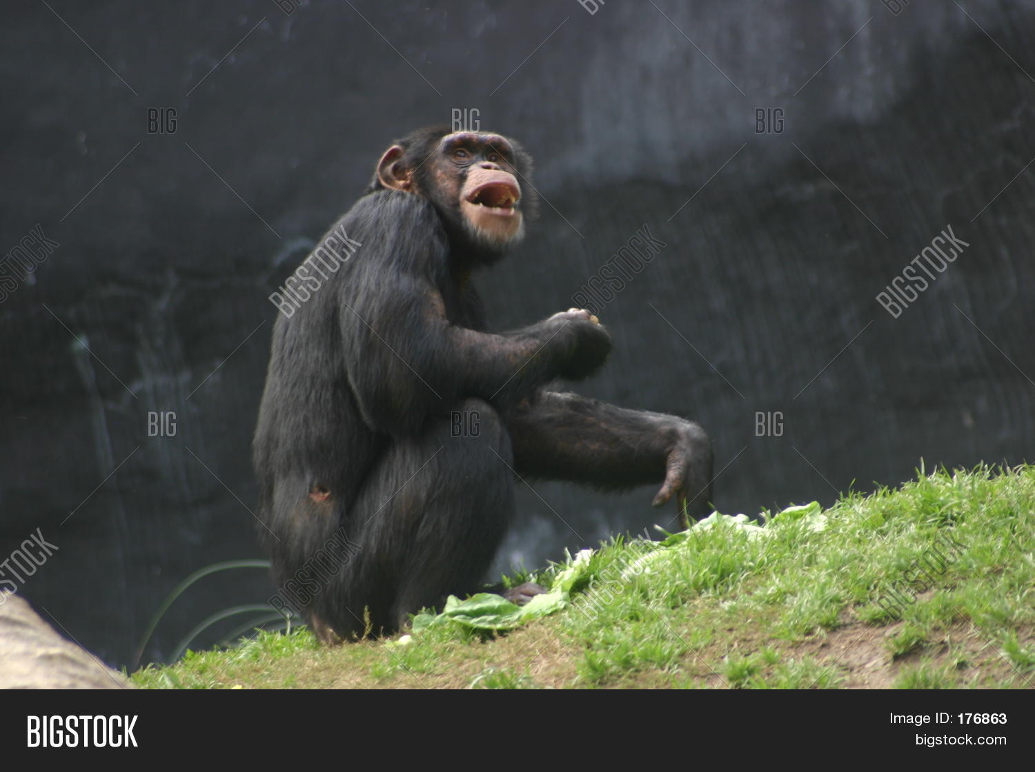 Laughing Monkey Image & Photo | Bigstock