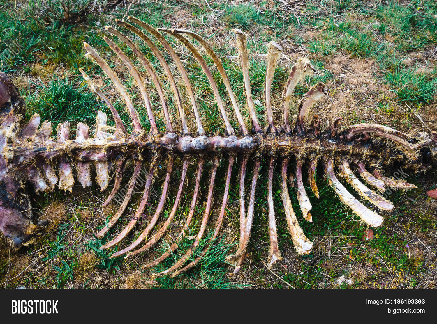 Rotten Animal Bones On Ground Image & Photo | Bigstock