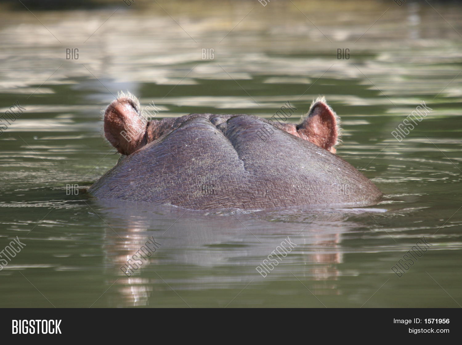 Hippo Ears Image & Photo | Bigstock