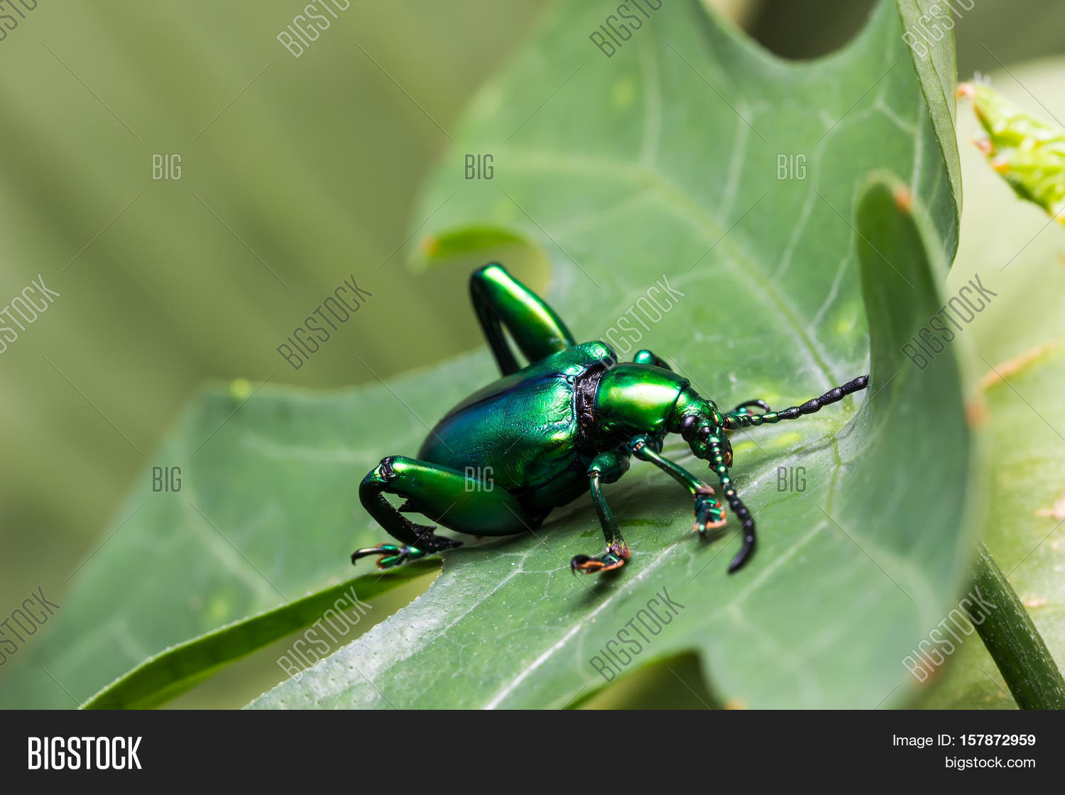 Frog Legged Leaf Beetle (sagra Buqueti) Stock Photo & Stock Images ...