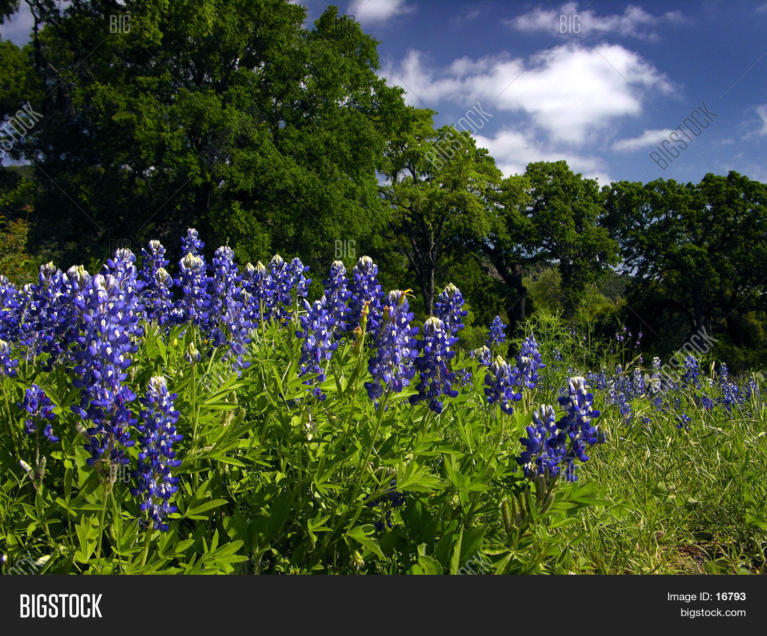 Bluebonnet Landscape Image & Photo | Bigstock