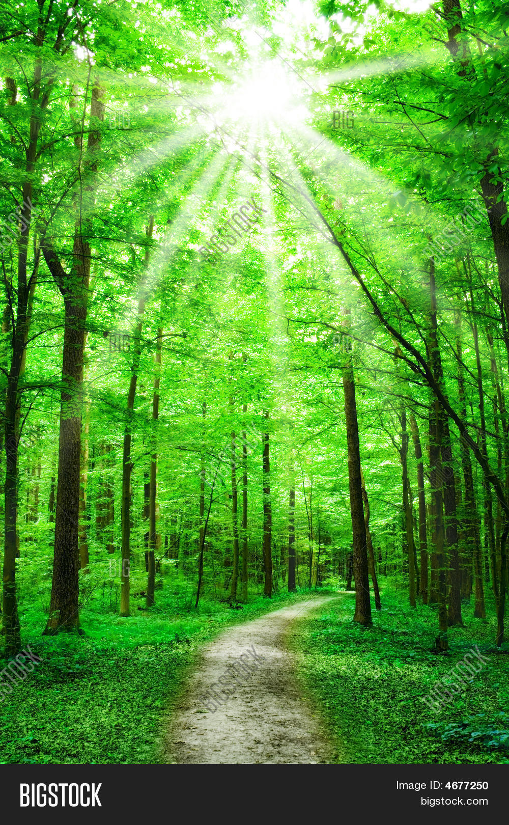 Nature. Path In Forest With Sunshine Stock Photo & Stock Images | Bigstock