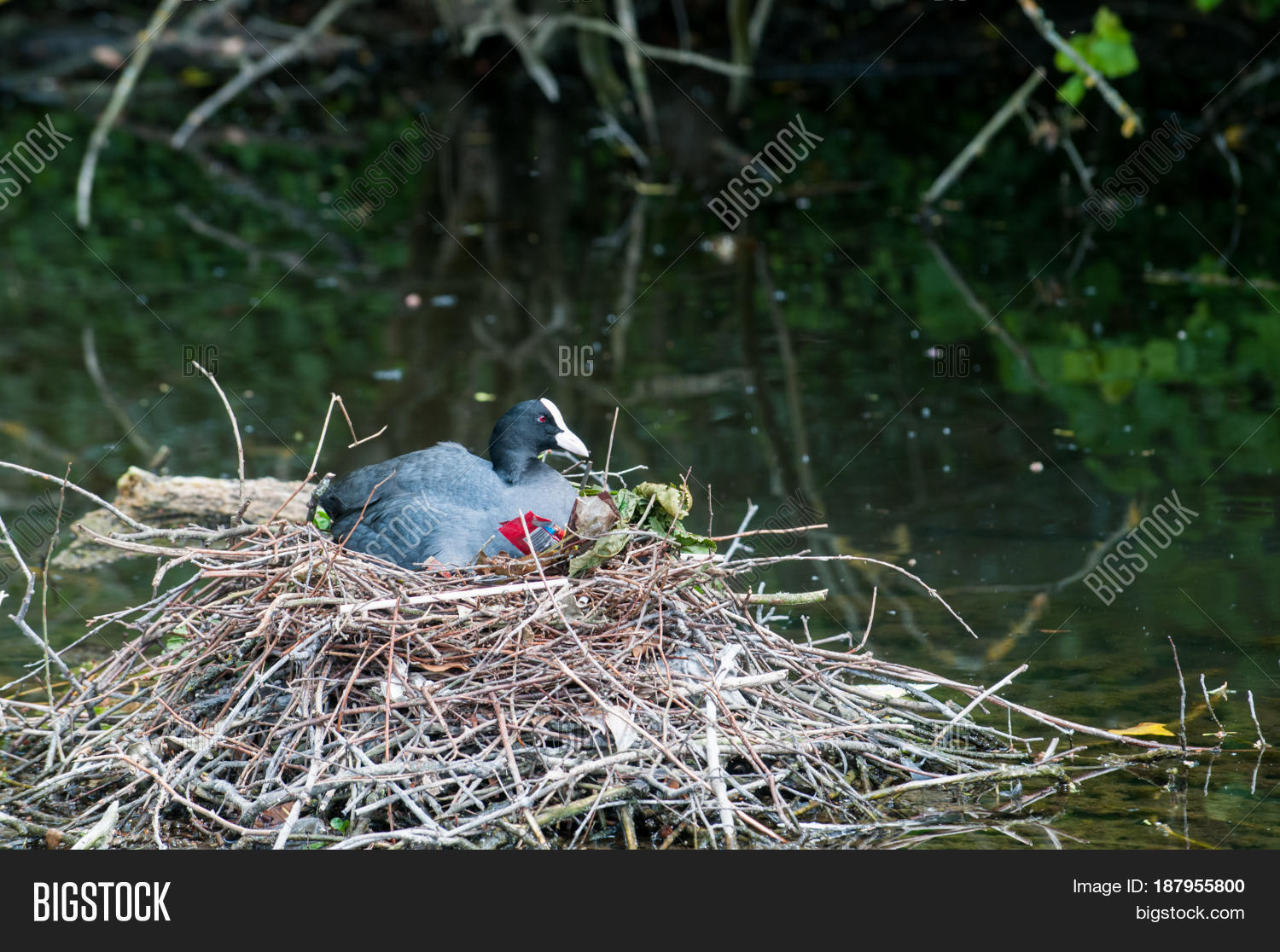 Wild Bird Nesting In A Built Nest On Water Stock Photo & Stock Images ...