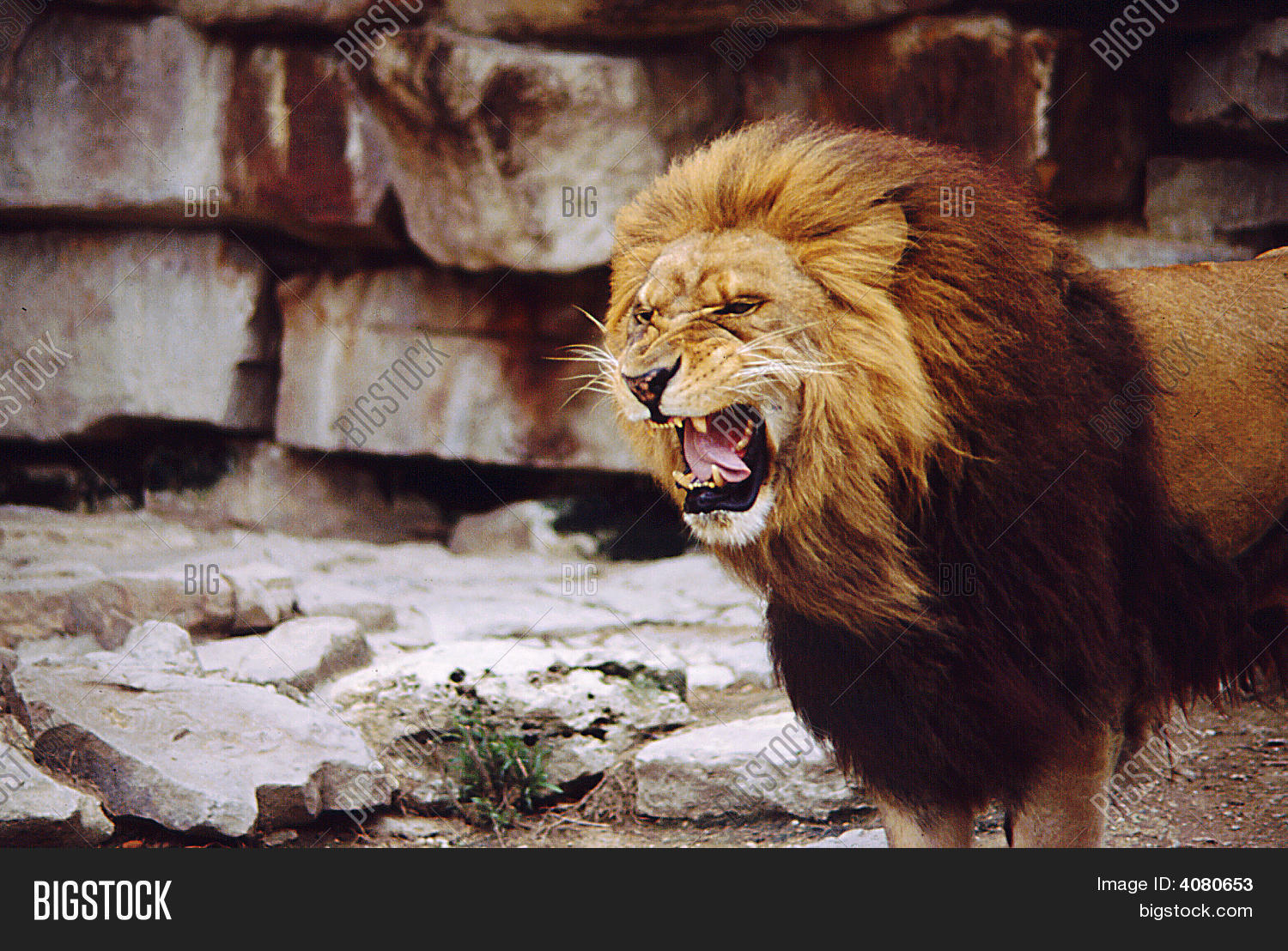 Angry Lion Image & Photo | Bigstock