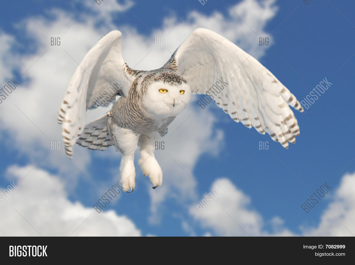 Snowy Owl Flying Stock Photo & Stock Images | Bigstock