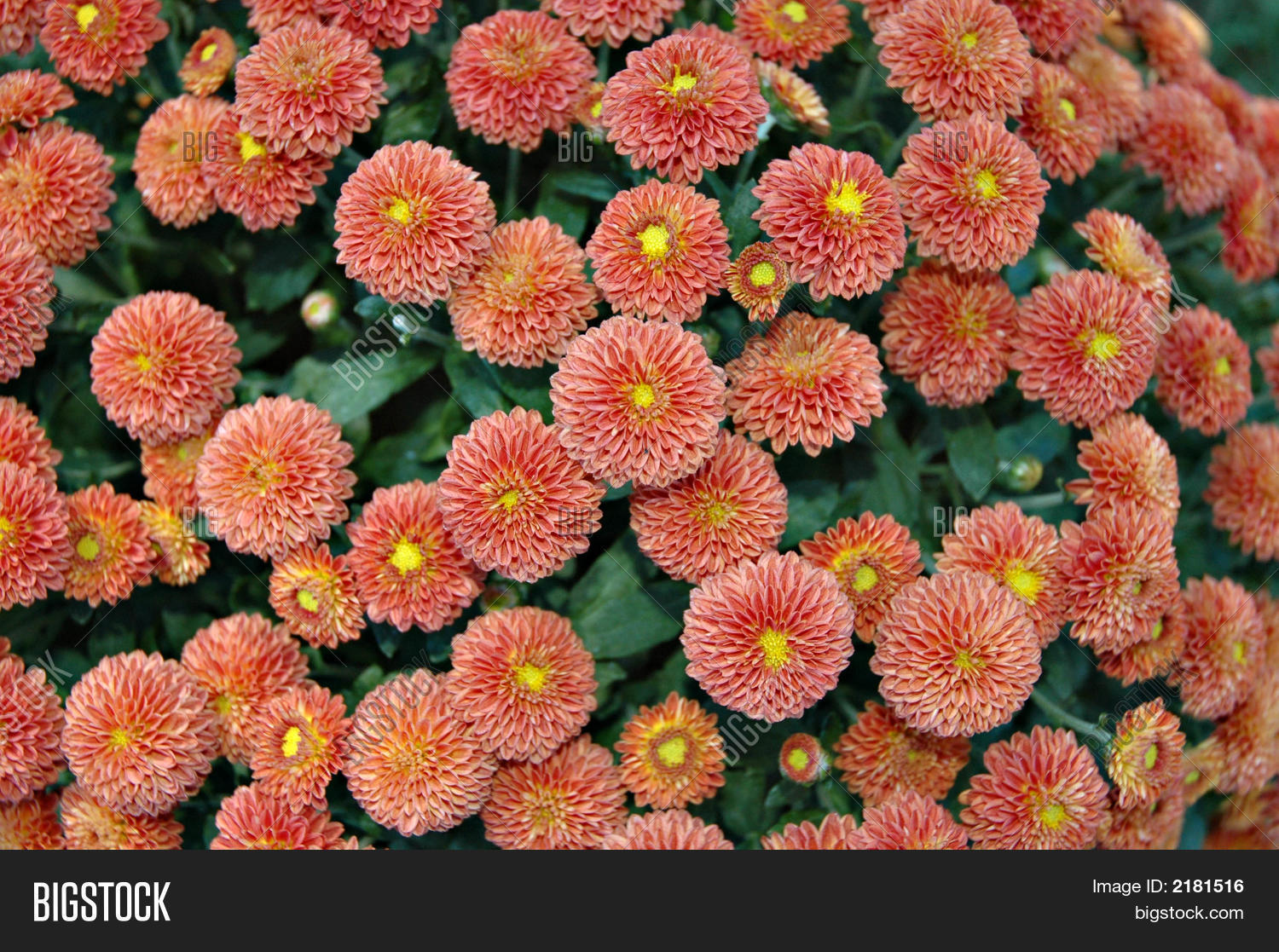 Rust Colored Mums Image & Photo | Bigstock