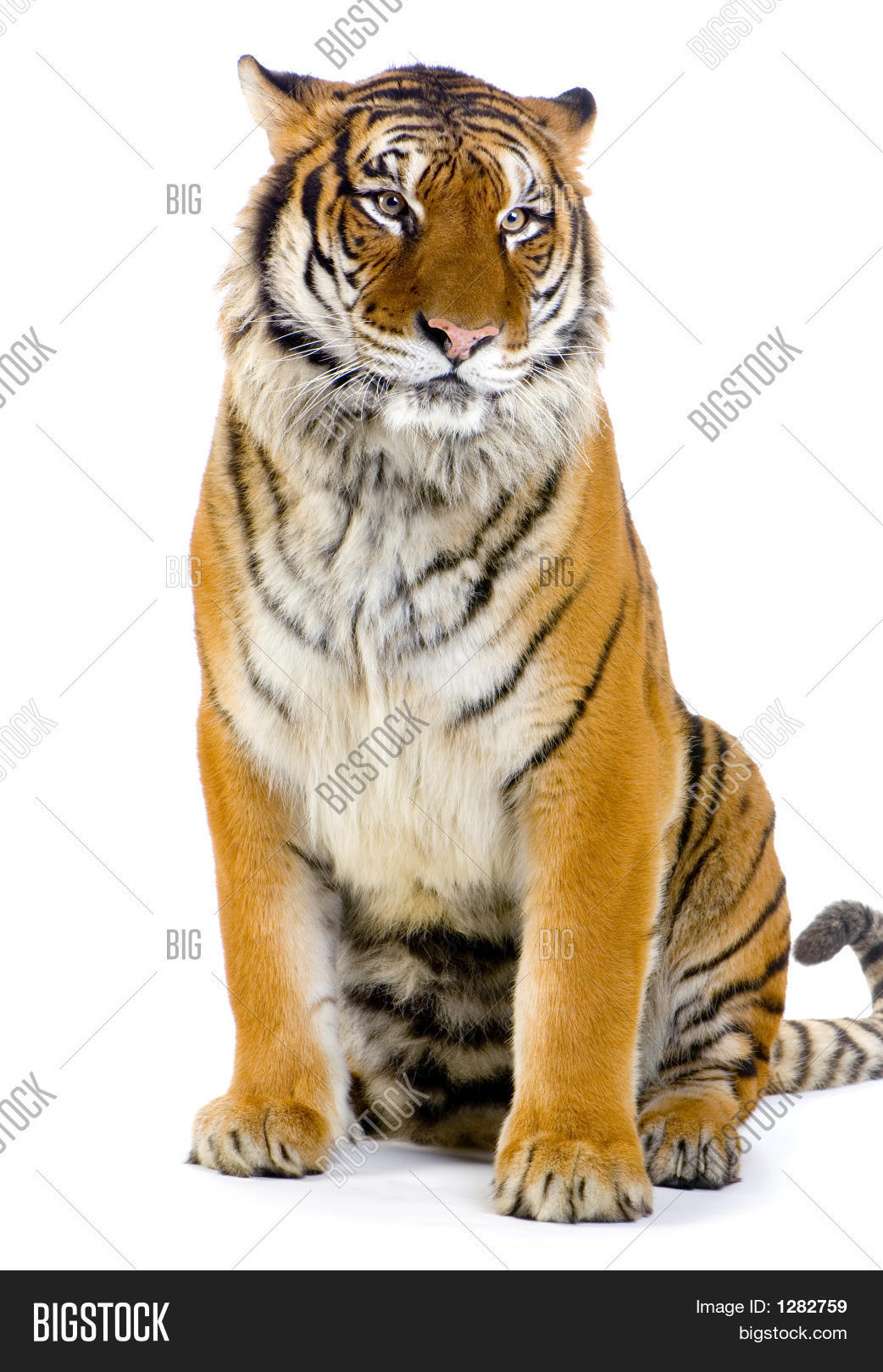 Tiger Sitting Stock Photo & Stock Images | Bigstock