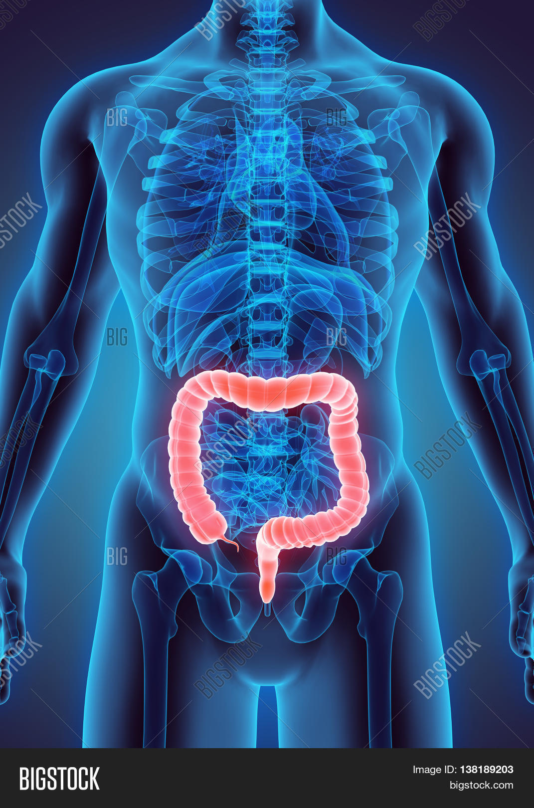 3D Illustration Large Intestine Image & Photo | Bigstock