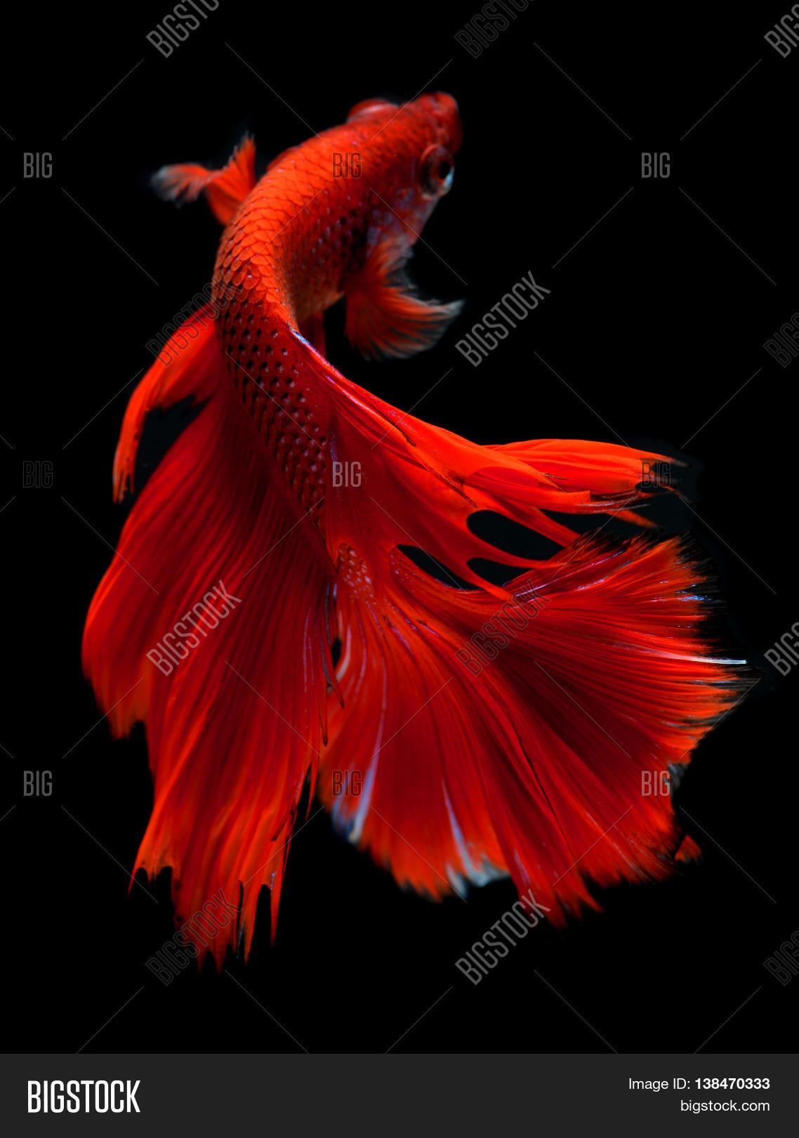 Red Haft Moon Long Tail Betta Fish Image & Photo | Bigstock