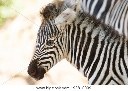 Front View Zebra Images, Stock Photos & Illustrations | Bigstock