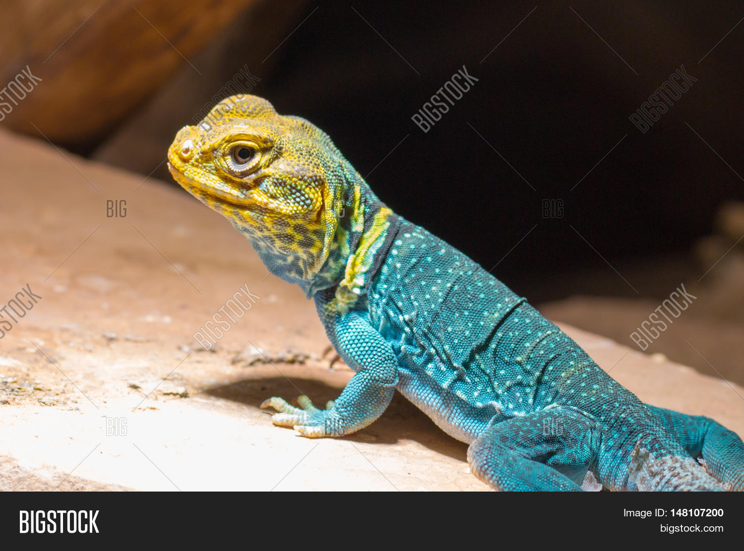 Yellow-blue Collared Lizard Sitting Image & Photo | Bigstock