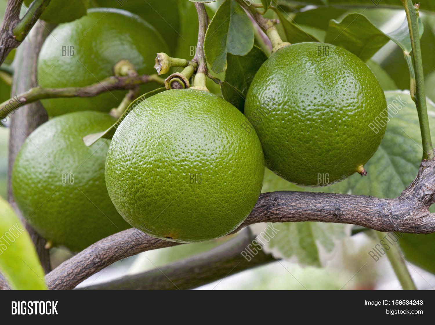 Bergamot Orange (Citrus Bergamia). Image & Photo | Bigstock