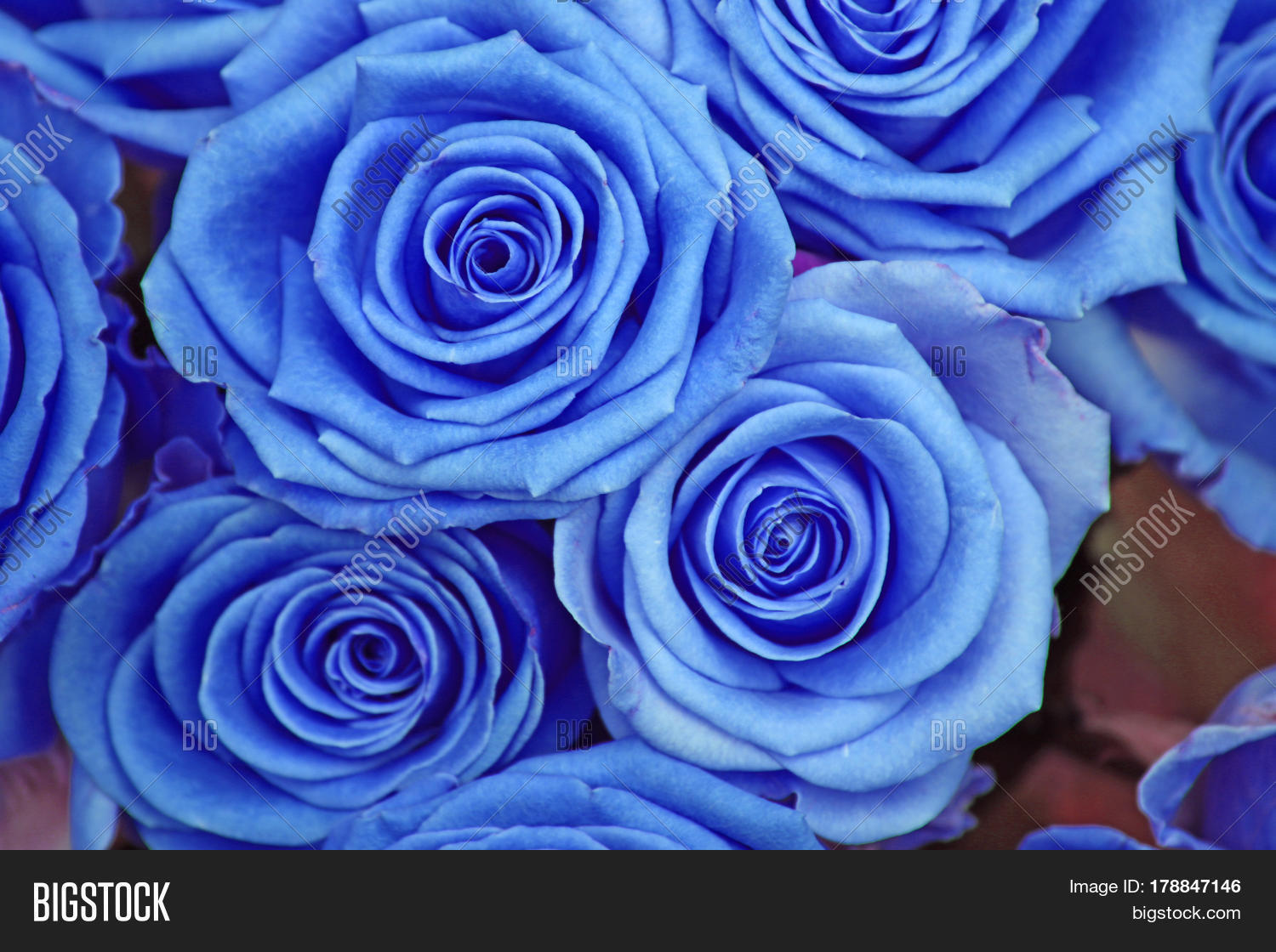 Bunch Blue Roses Above Image & Photo | Bigstock