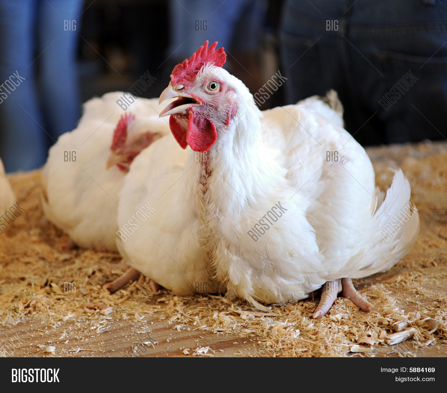 Squawking Show Chicken Image & Photo | Bigstock