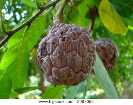 Wali Anodha -Sri Lankan Fruit Stock Photo & Stock Images | Bigstock
