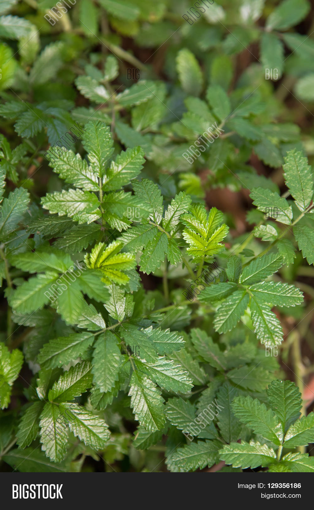 Closeup of Bidgee widgee (Acaena novae-zelandiae), ornamental plant ...