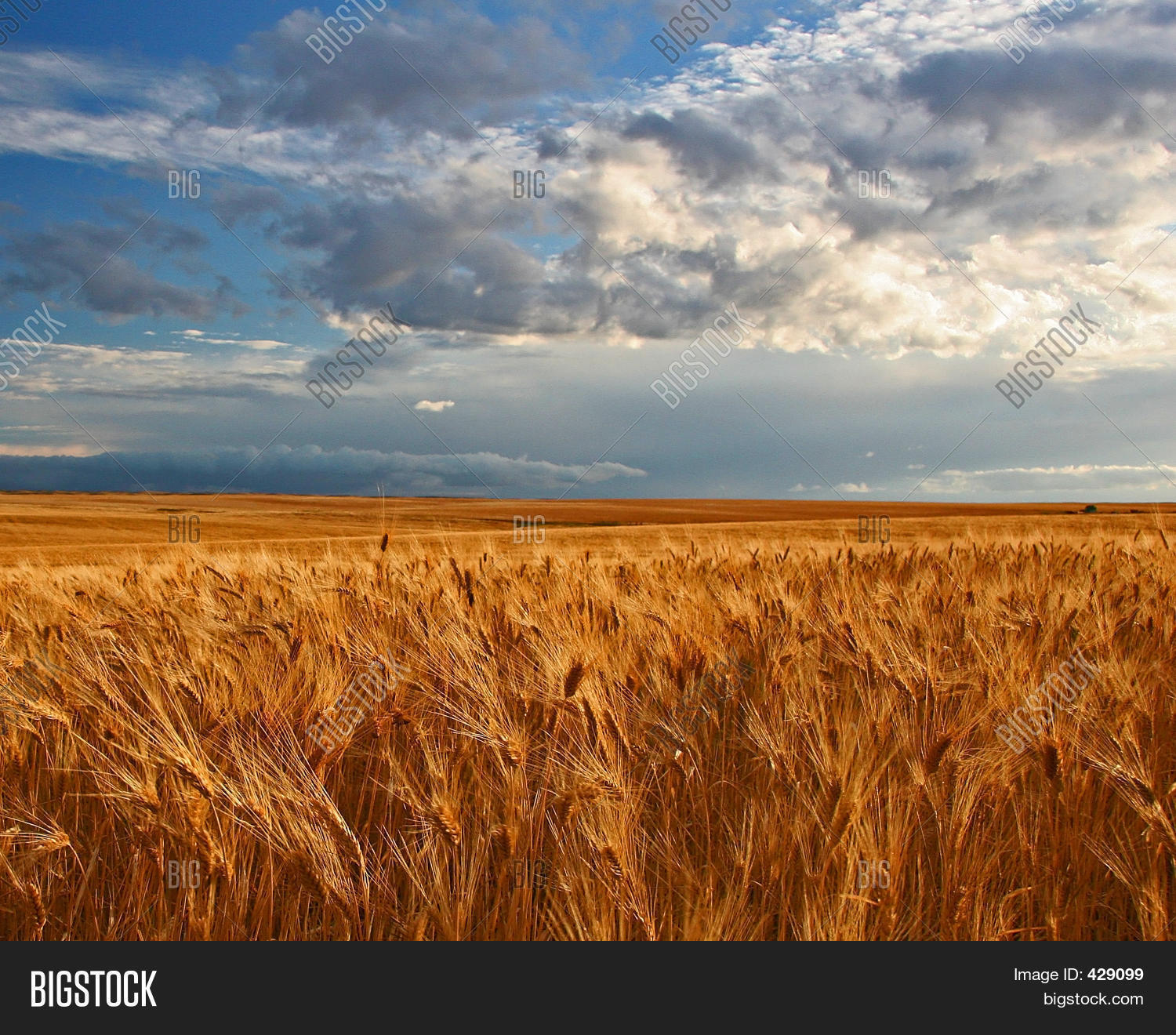 Wheat Field And Prairie Sky Stock Photo & Stock Images | Bigstock