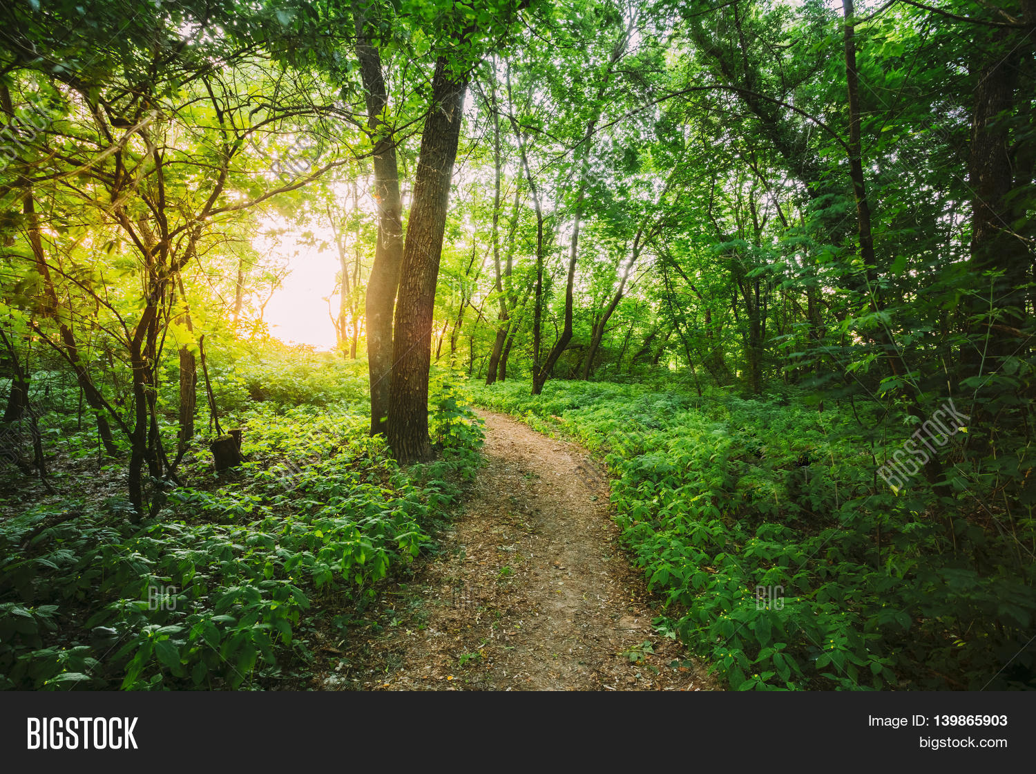 Summer Landscape Forest Path Going Image & Photo | Bigstock
