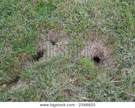 Chipmunk Burrow Holes Image & Photo | Bigstock
