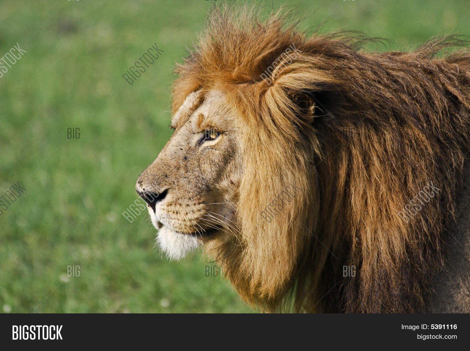 Male Lion Profile Image & Photo | Bigstock