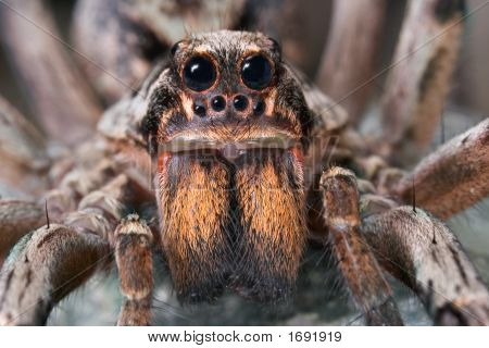 Wolf Spider Close-Up Stock Photo & Stock Images | Bigstock