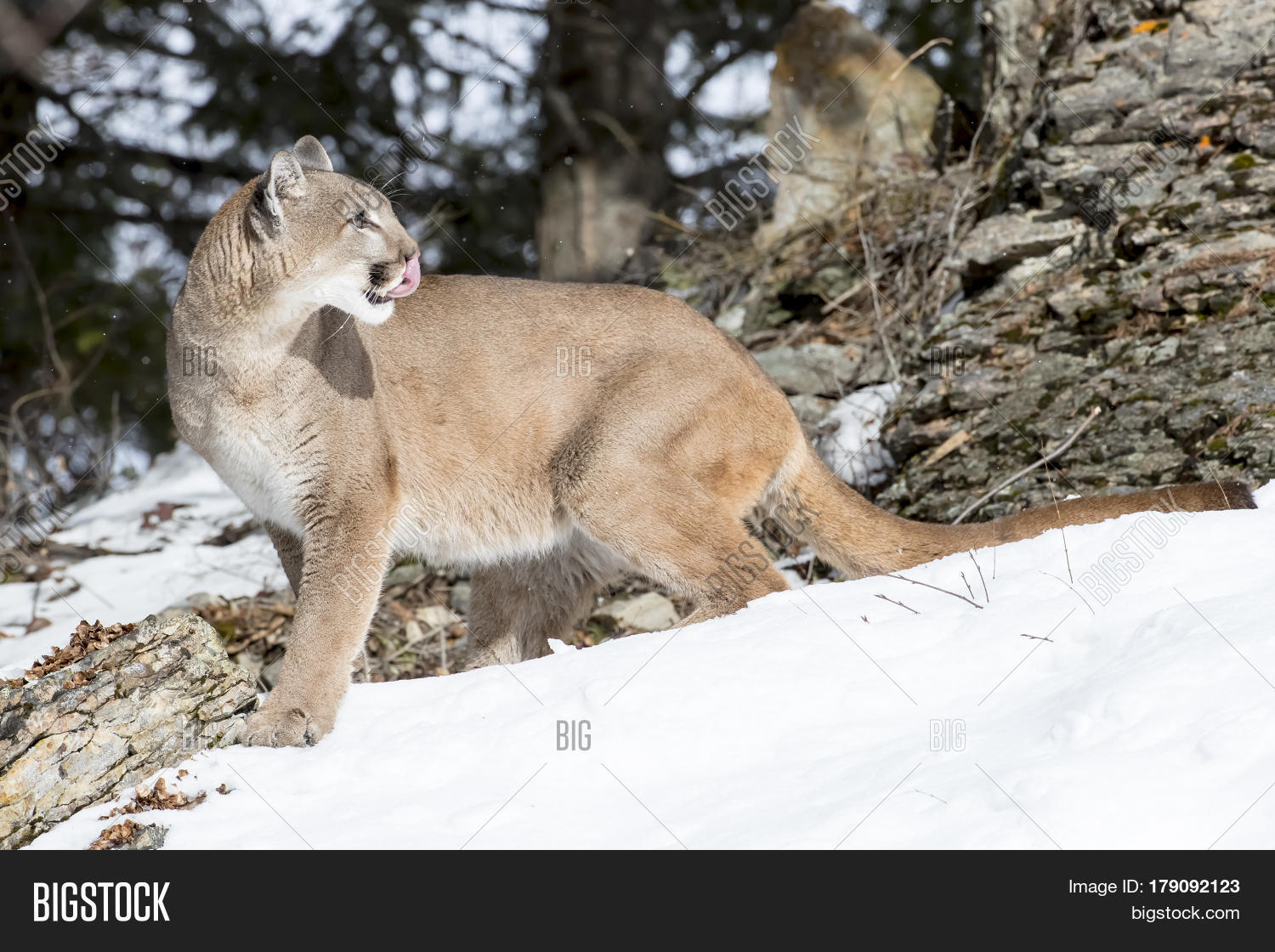 A mountain lion hunts for prey in a snowy forest habitat. Stock Photo ...