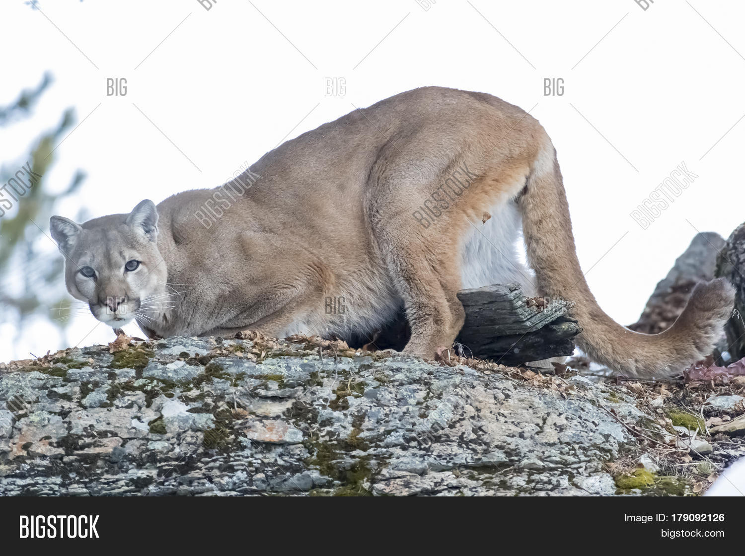A mountain lion hunts for prey in a snowy forest habitat. Stock Photo ...