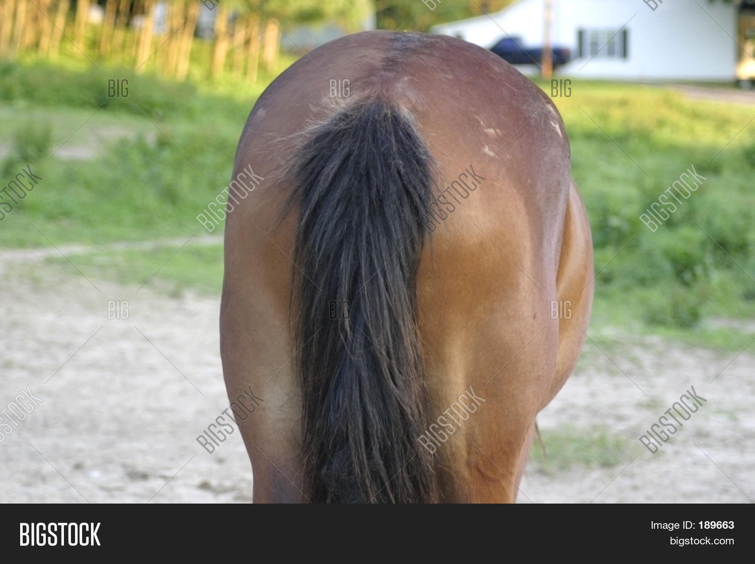 Backend Horse Image & Photo | Bigstock