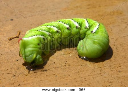 Big Green Slug Image & Photo | Bigstock